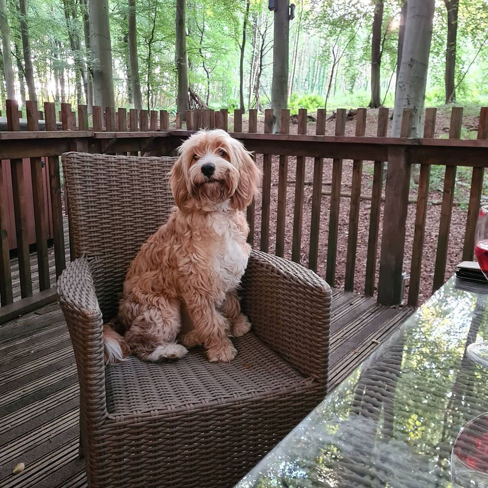 Cropton Lodges - Pickering, North Yorkshire | Self Catering Holiday Lodges